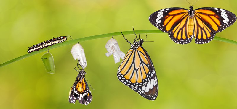 Significations et symbolique spirituelle du papillon