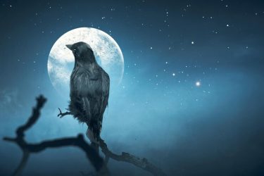 Voir un corbeau : quelle signification spirituelle