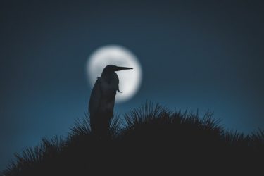 Voir un corbeau : quelle signification spirituelle